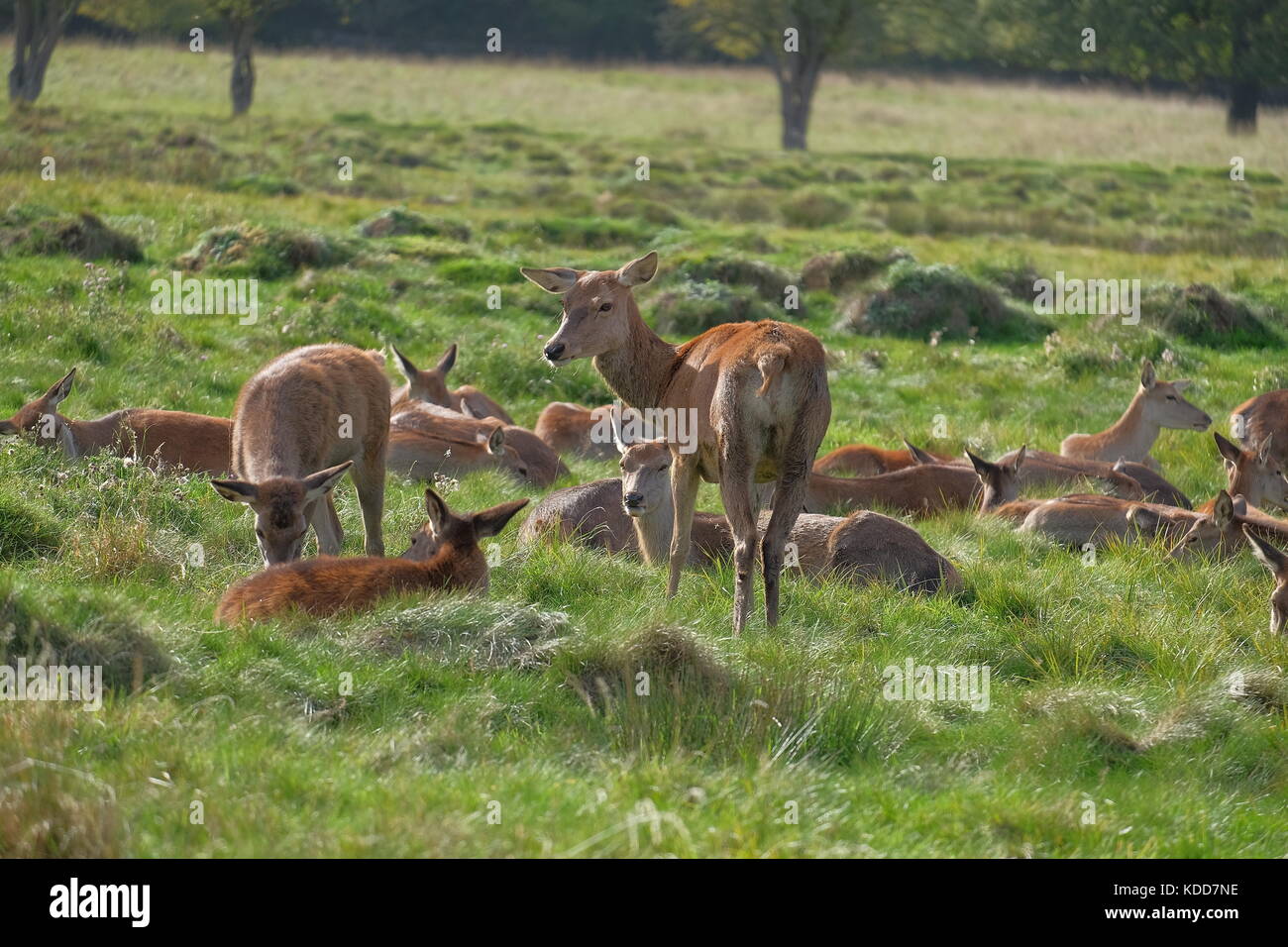 red deer mating seasons Stock Photo - Alamy