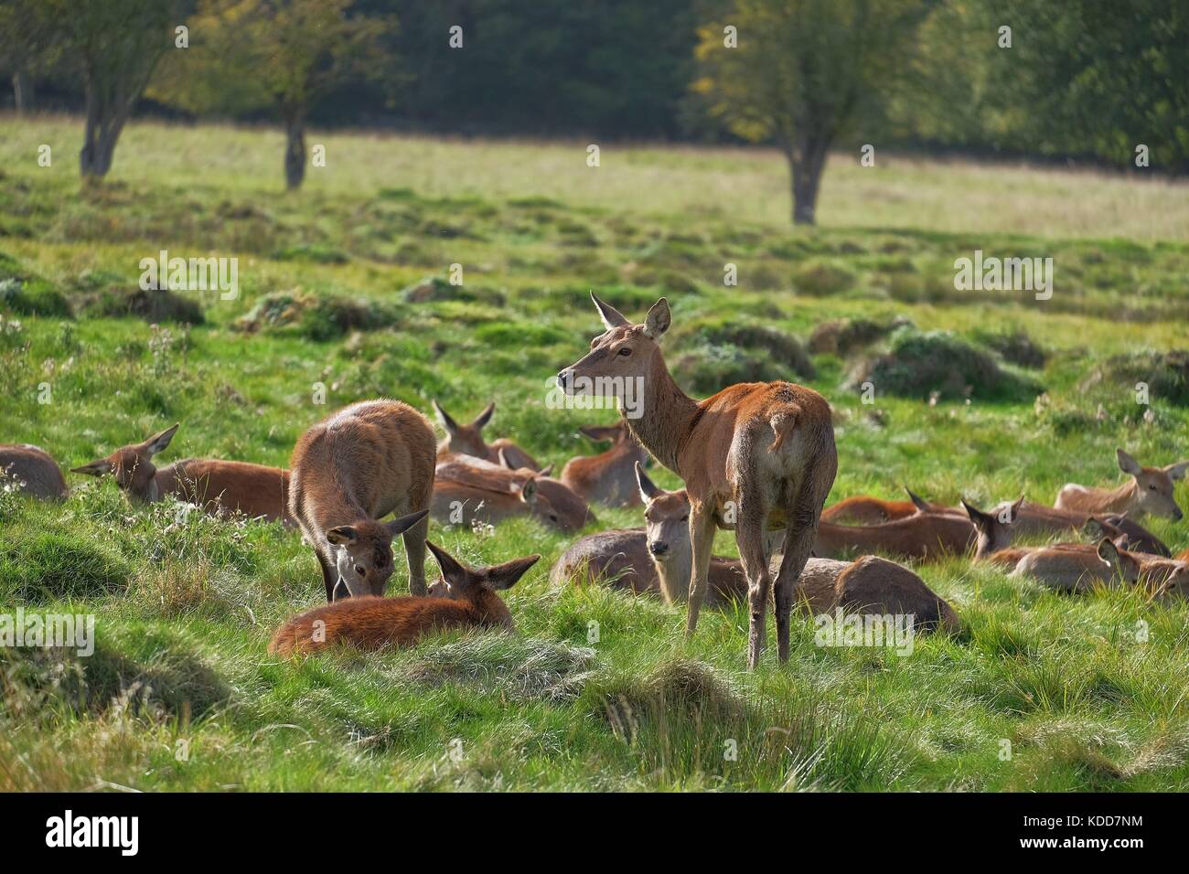 red deer mating seasons Stock Photo - Alamy