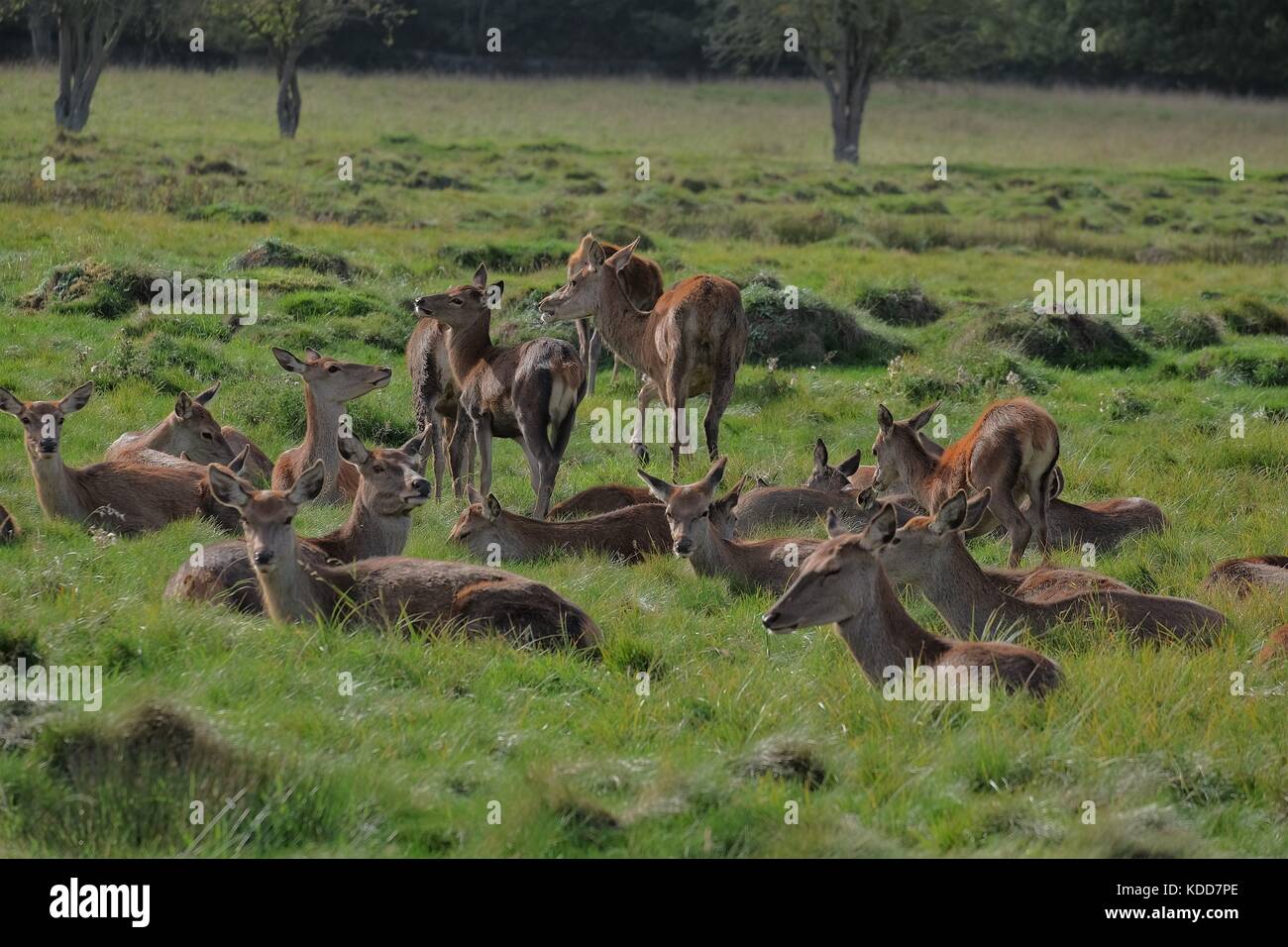 red deer mating seasons Stock Photo - Alamy