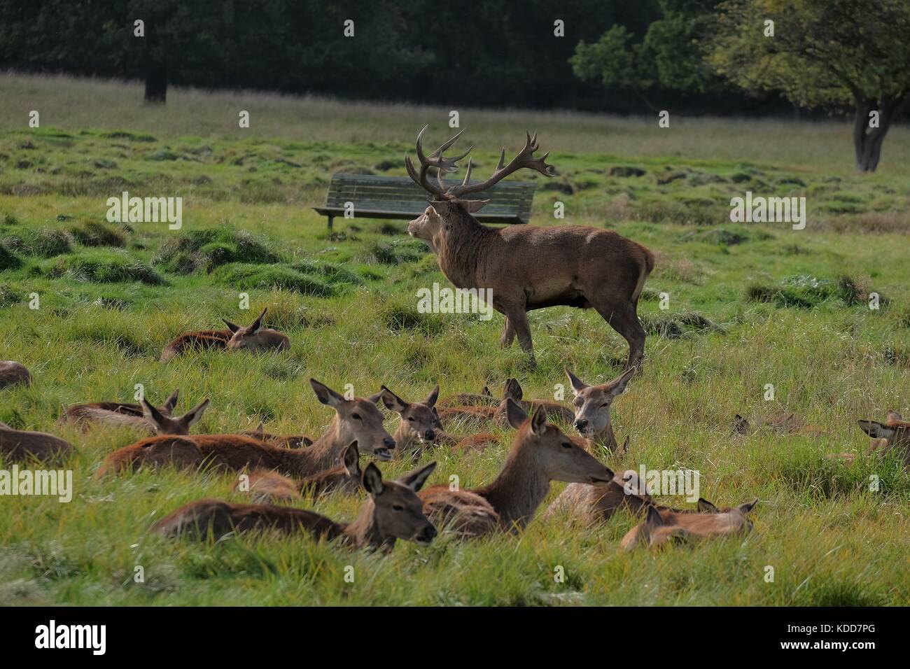 red deer mating seasons Stock Photo - Alamy