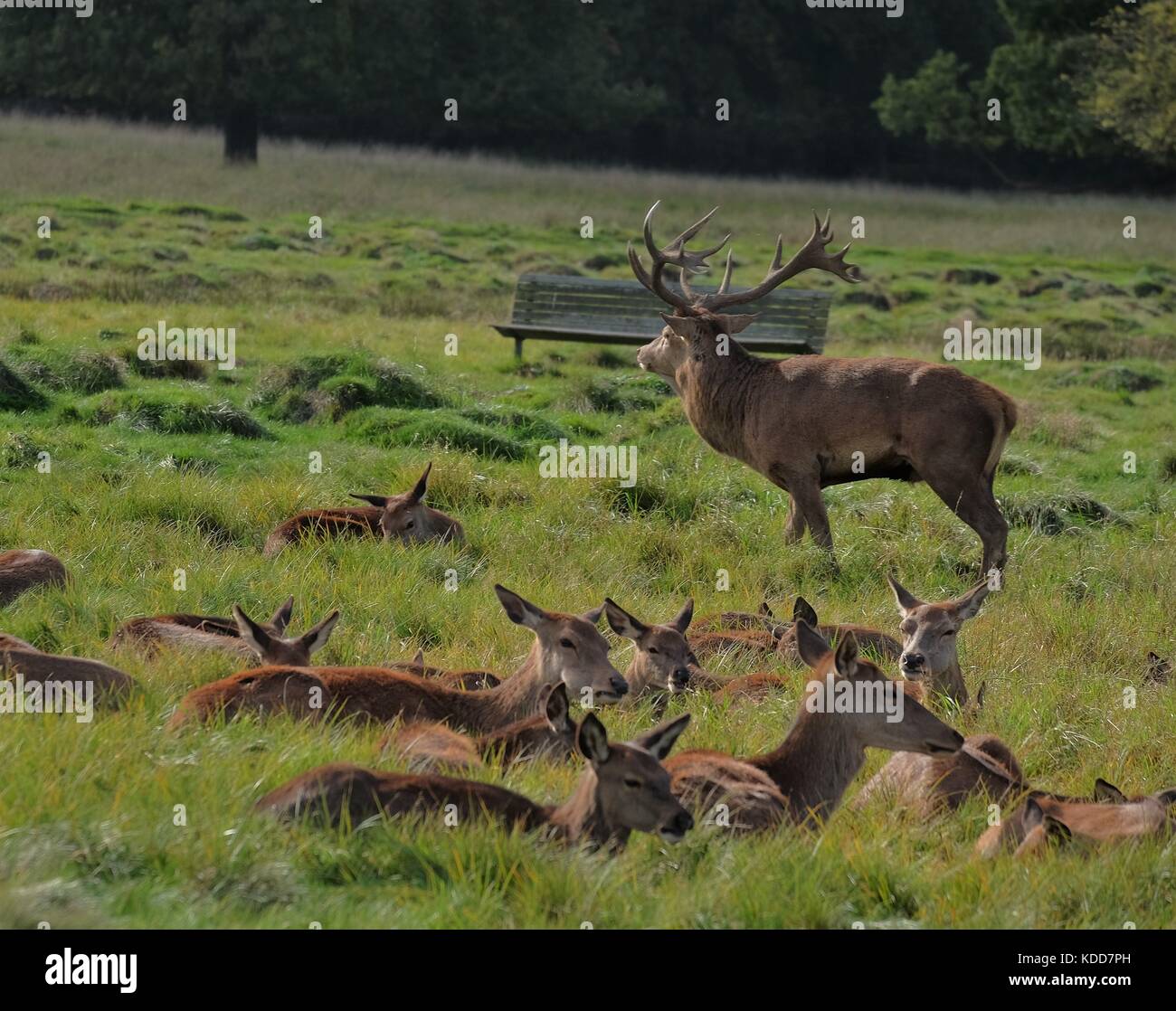 red deer mating seasons Stock Photo - Alamy