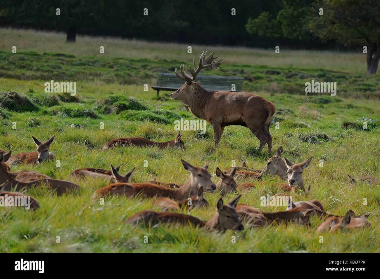 red deer mating seasons Stock Photo - Alamy