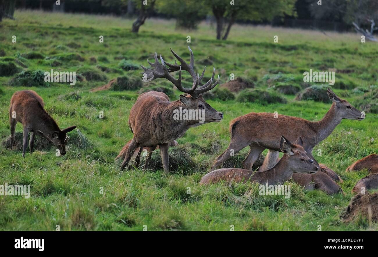 red deer mating seasons Stock Photo - Alamy