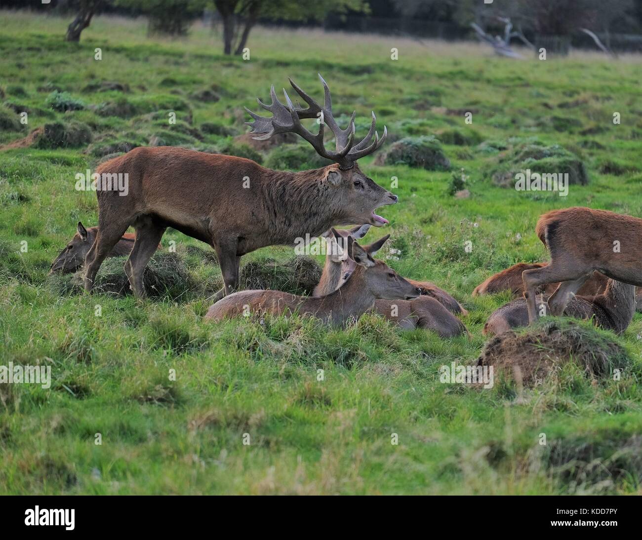 red deer mating seasons Stock Photo - Alamy