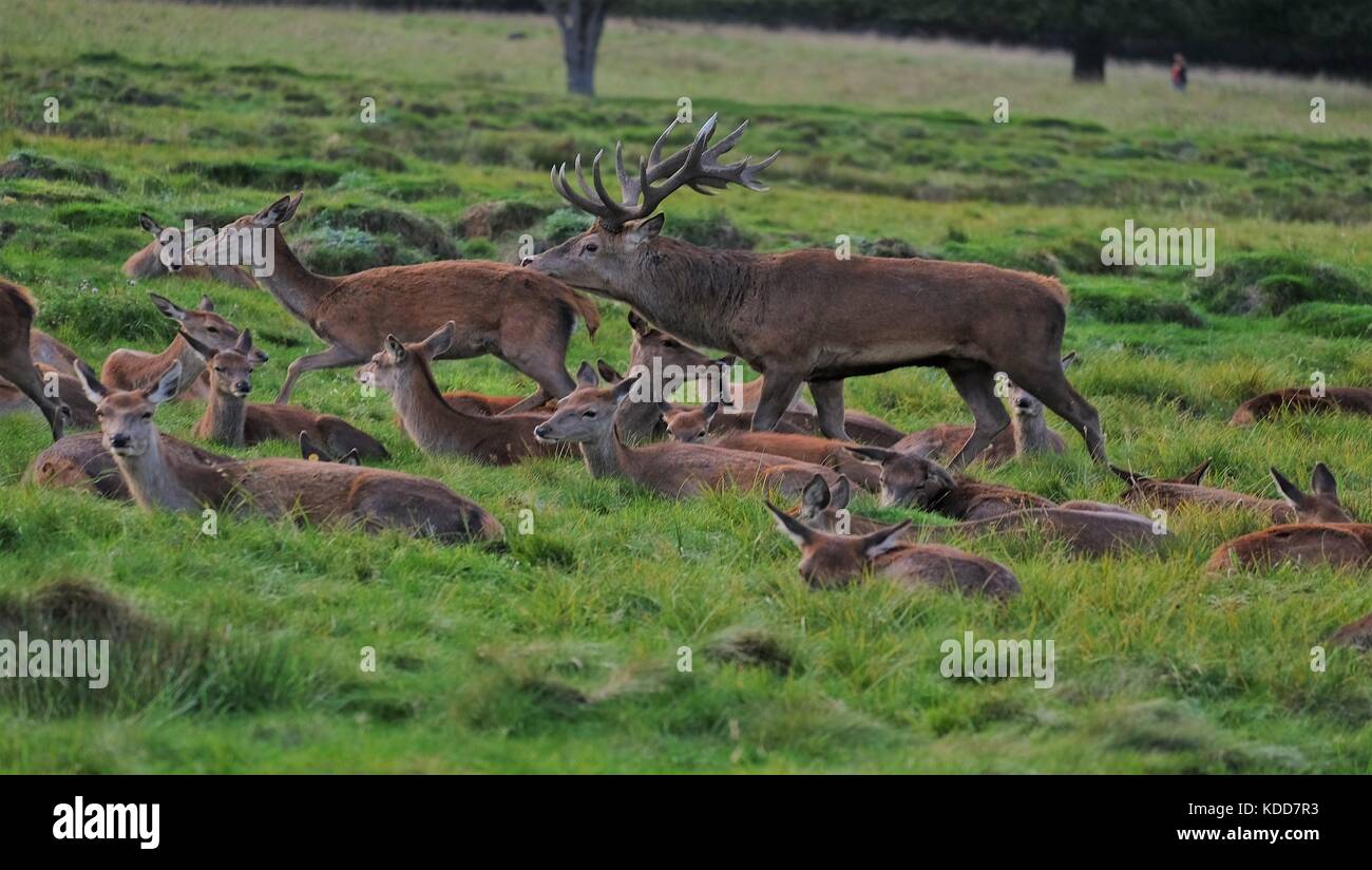 red deer mating seasons Stock Photo - Alamy