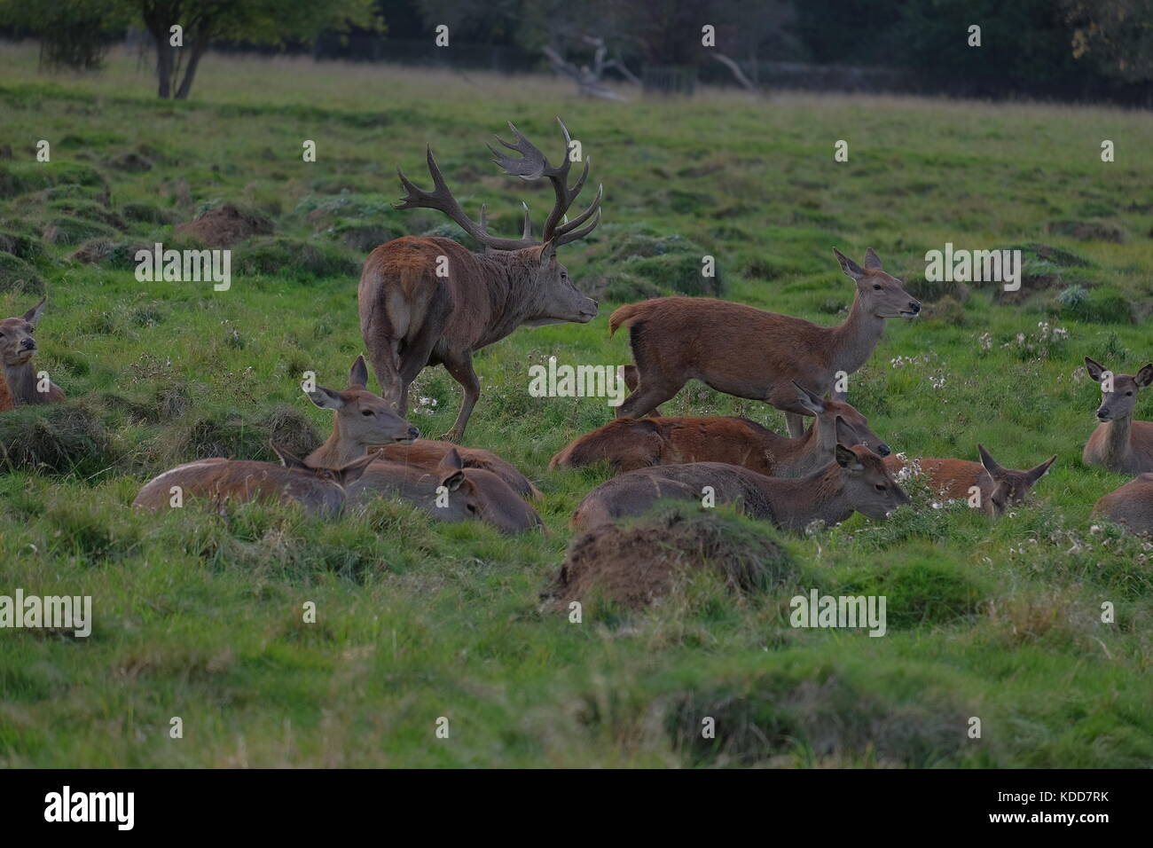 red deer mating seasons Stock Photo - Alamy