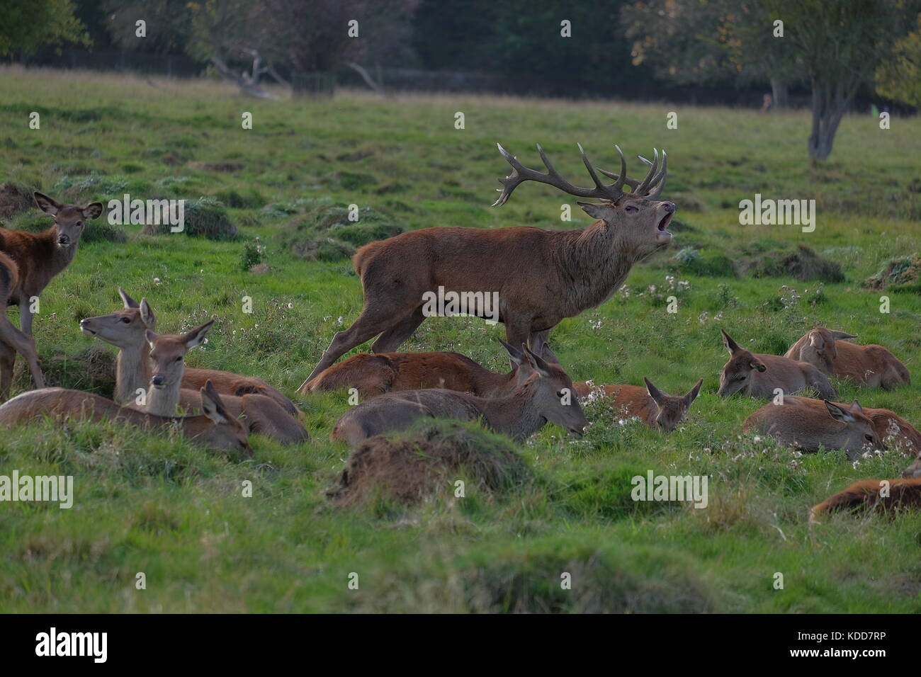 red deer mating seasons Stock Photo - Alamy