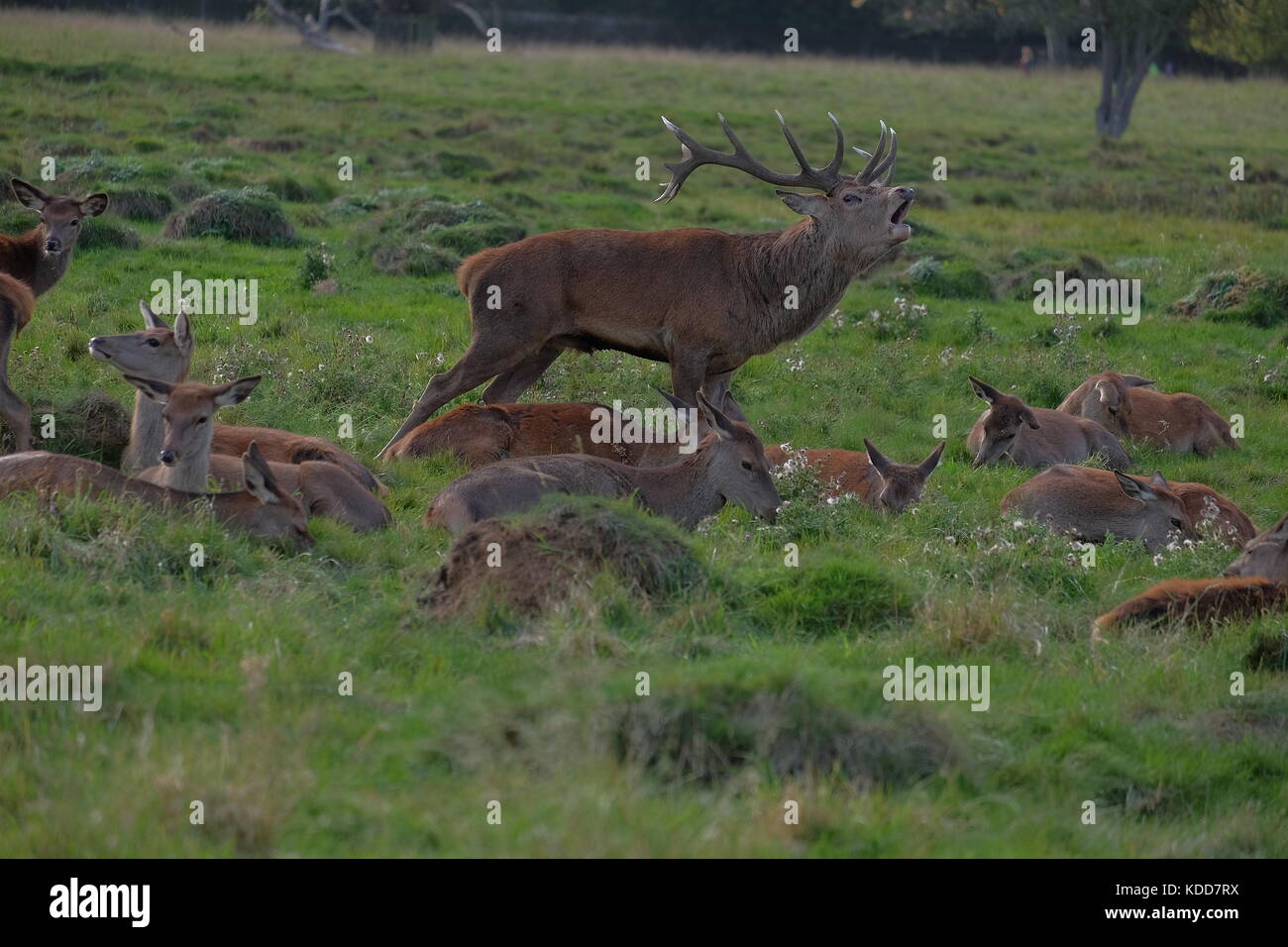 red deer mating seasons Stock Photo - Alamy