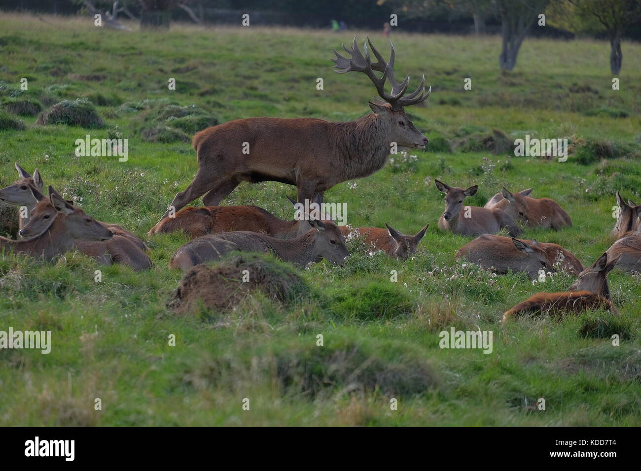 red deer mating seasons Stock Photo - Alamy