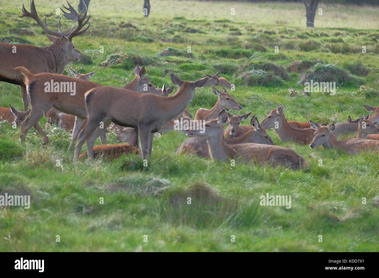red deer mating seasons Stock Photo - Alamy