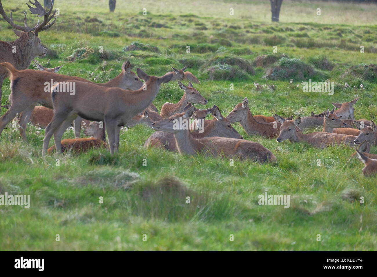 red deer mating seasons Stock Photo - Alamy