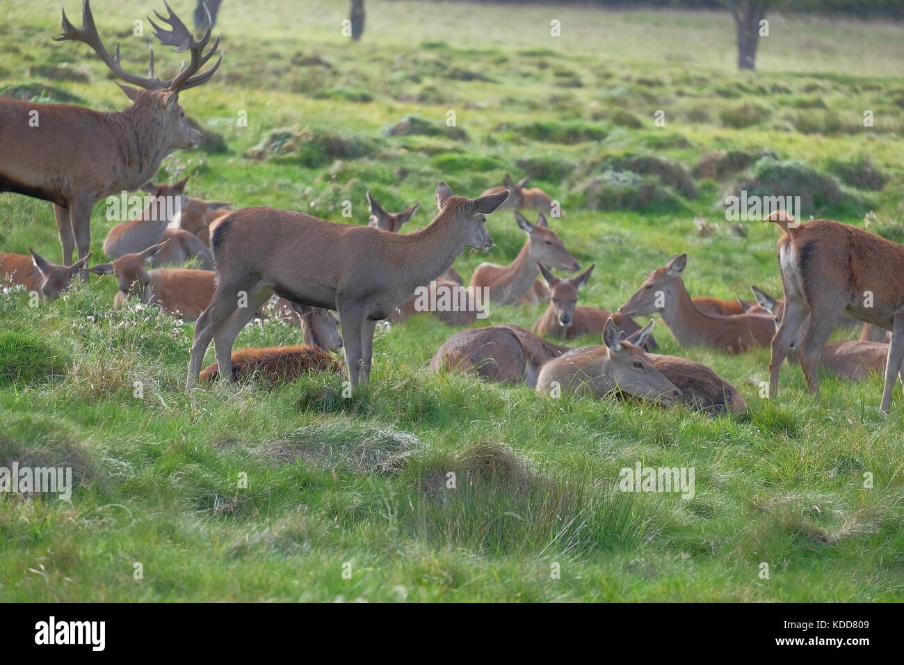 red deer mating seasons Stock Photo - Alamy