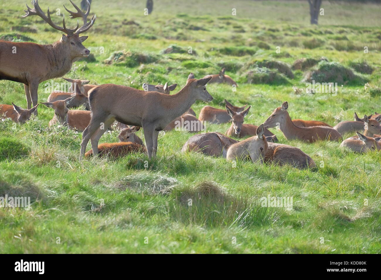 red deer mating seasons Stock Photo - Alamy