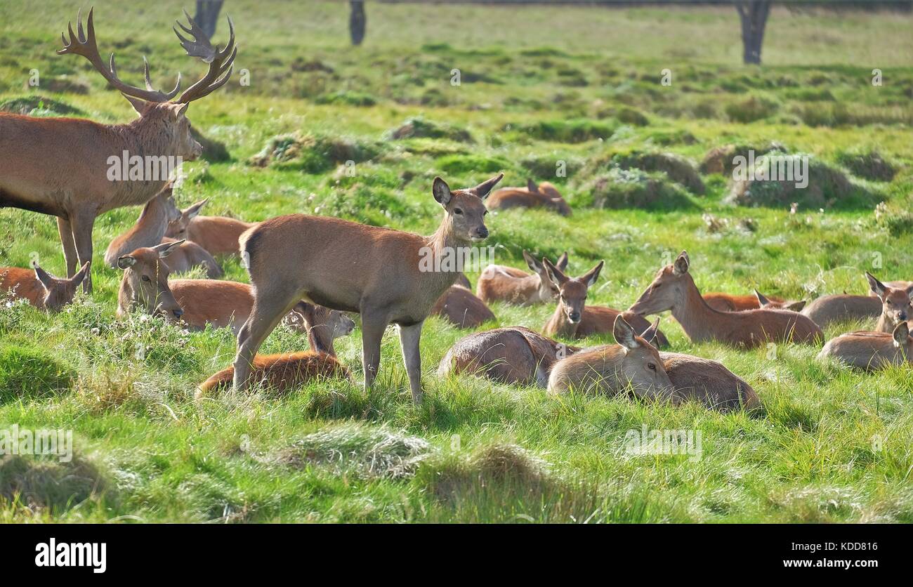 red deer mating seasons Stock Photo - Alamy