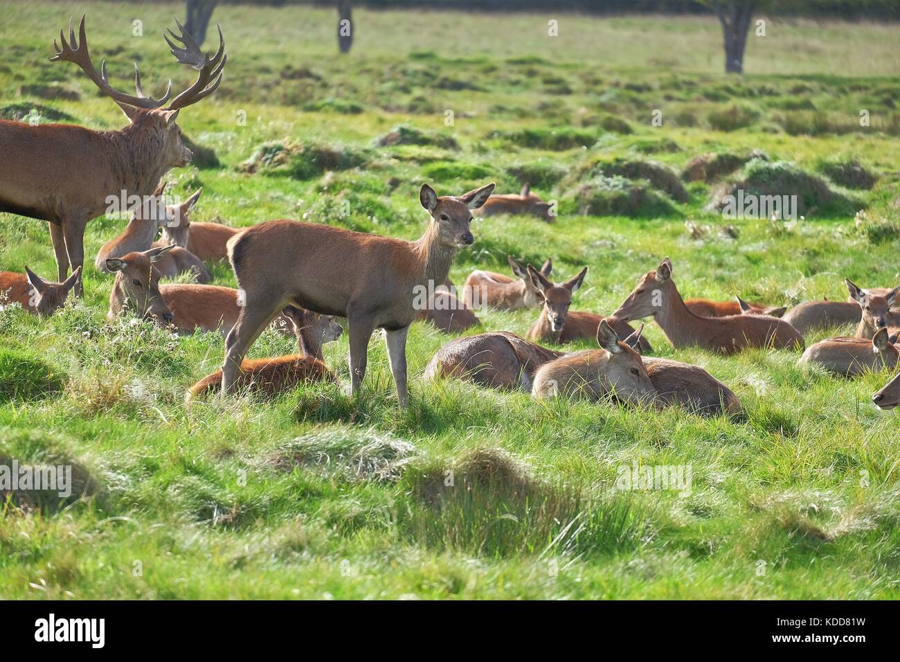 red deer mating seasons Stock Photo - Alamy