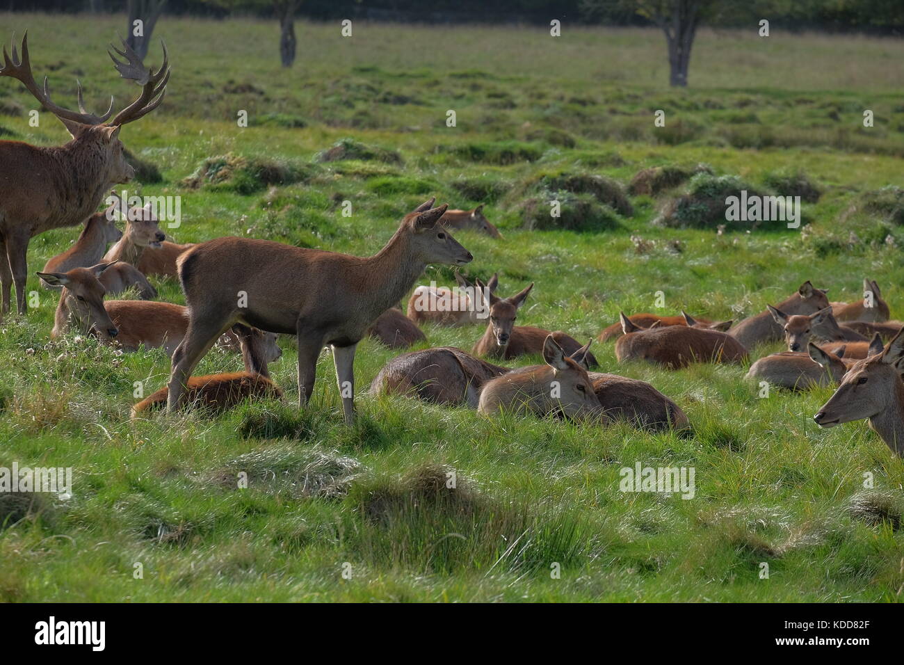red deer mating seasons Stock Photo - Alamy
