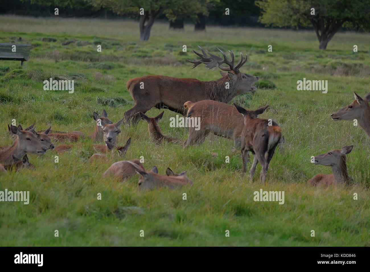 red deer mating seasons Stock Photo - Alamy