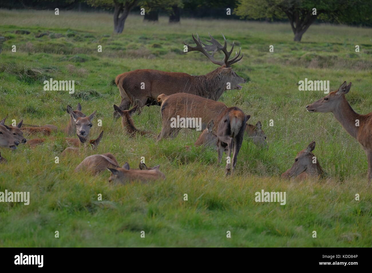 red deer mating seasons Stock Photo - Alamy