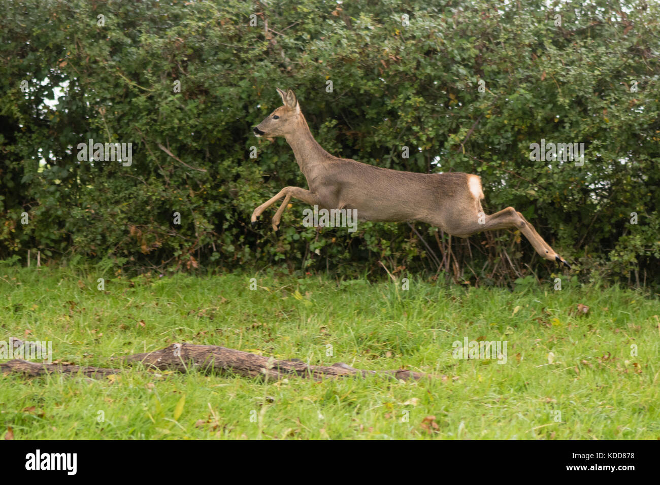 Deer uk autumn doe hi-res stock photography and images - Alamy