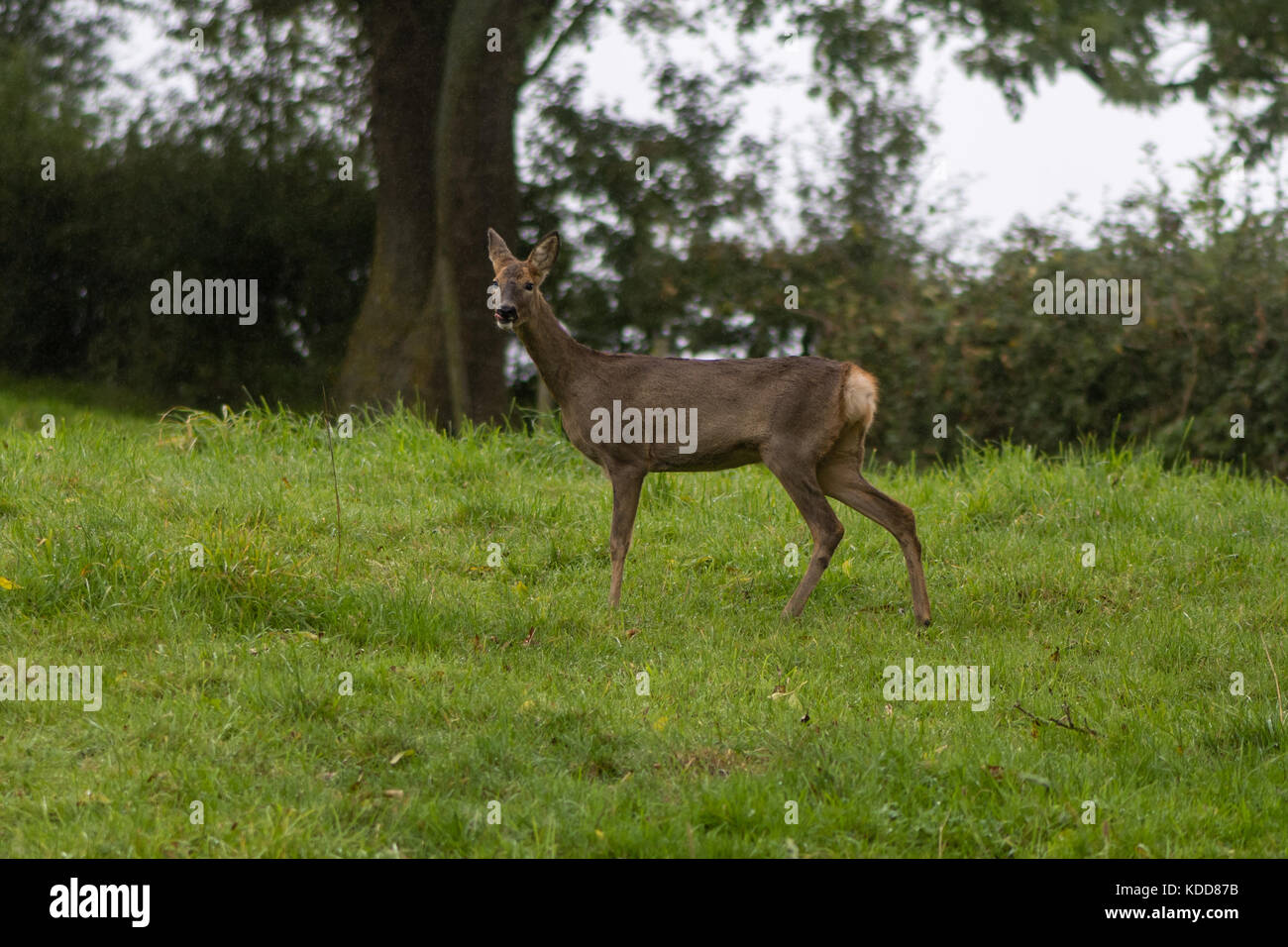 Deer tongue hi-res stock photography and images - Alamy