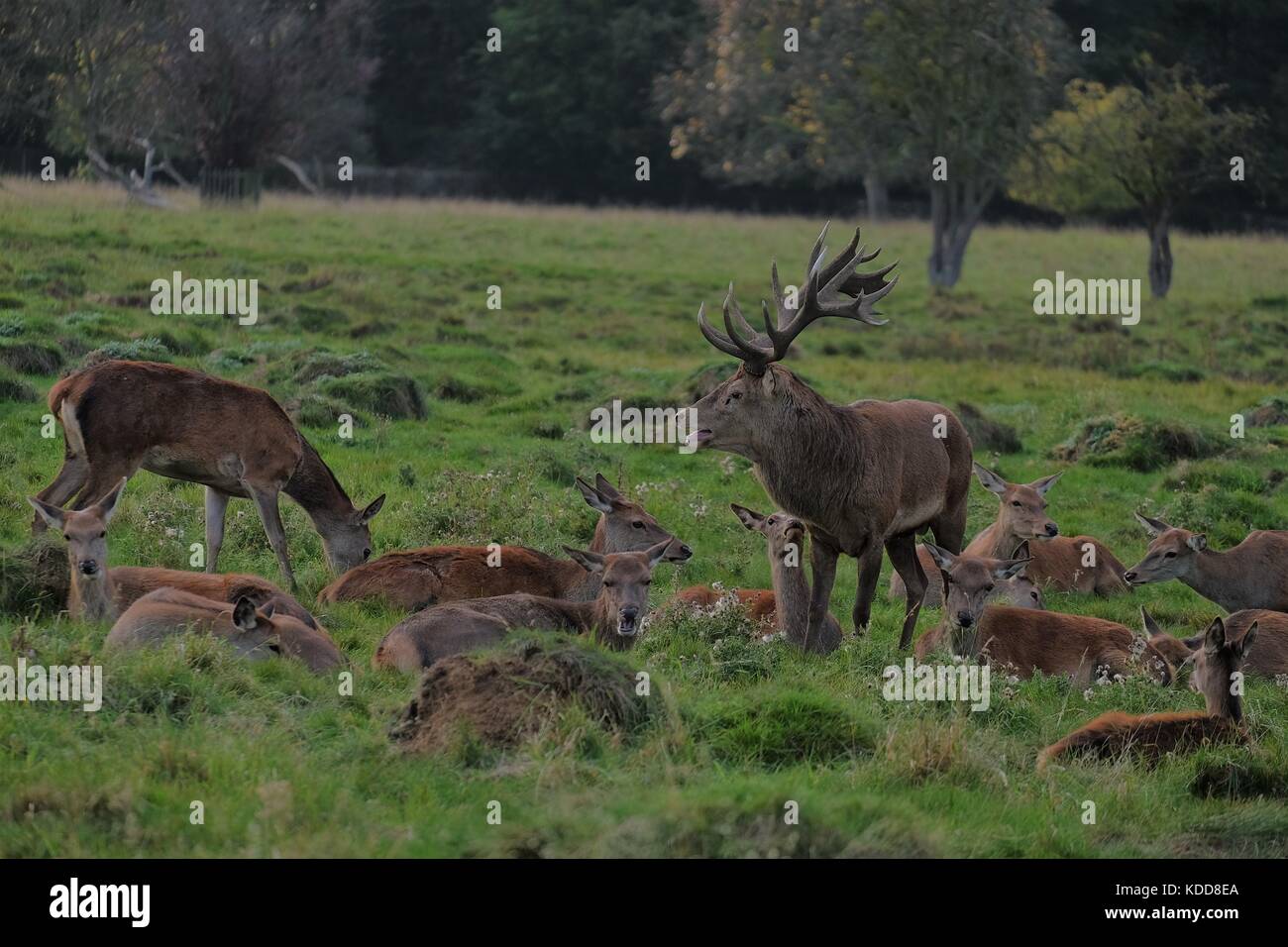 red deer mating seasons Stock Photo - Alamy