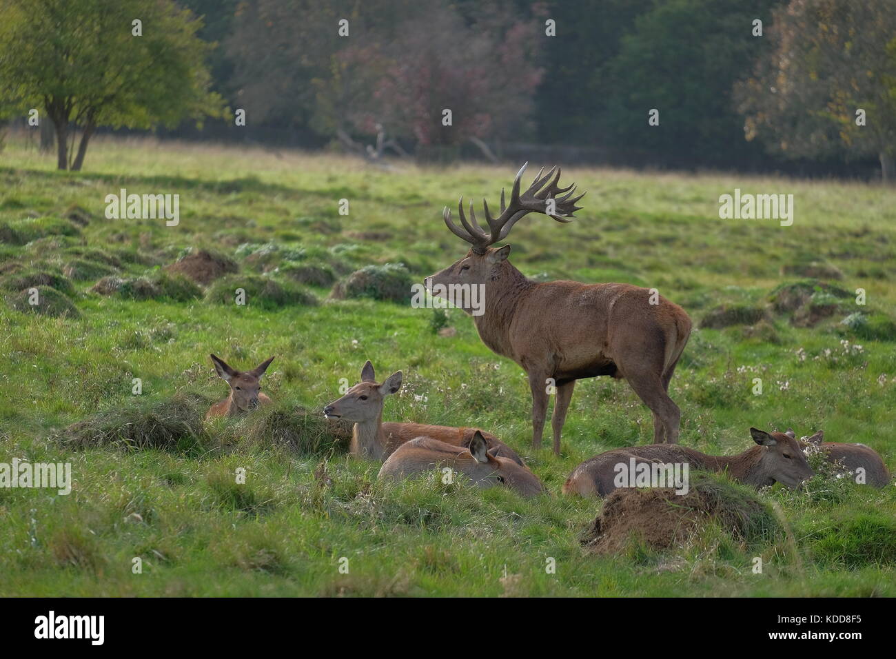 red deer mating seasons Stock Photo - Alamy