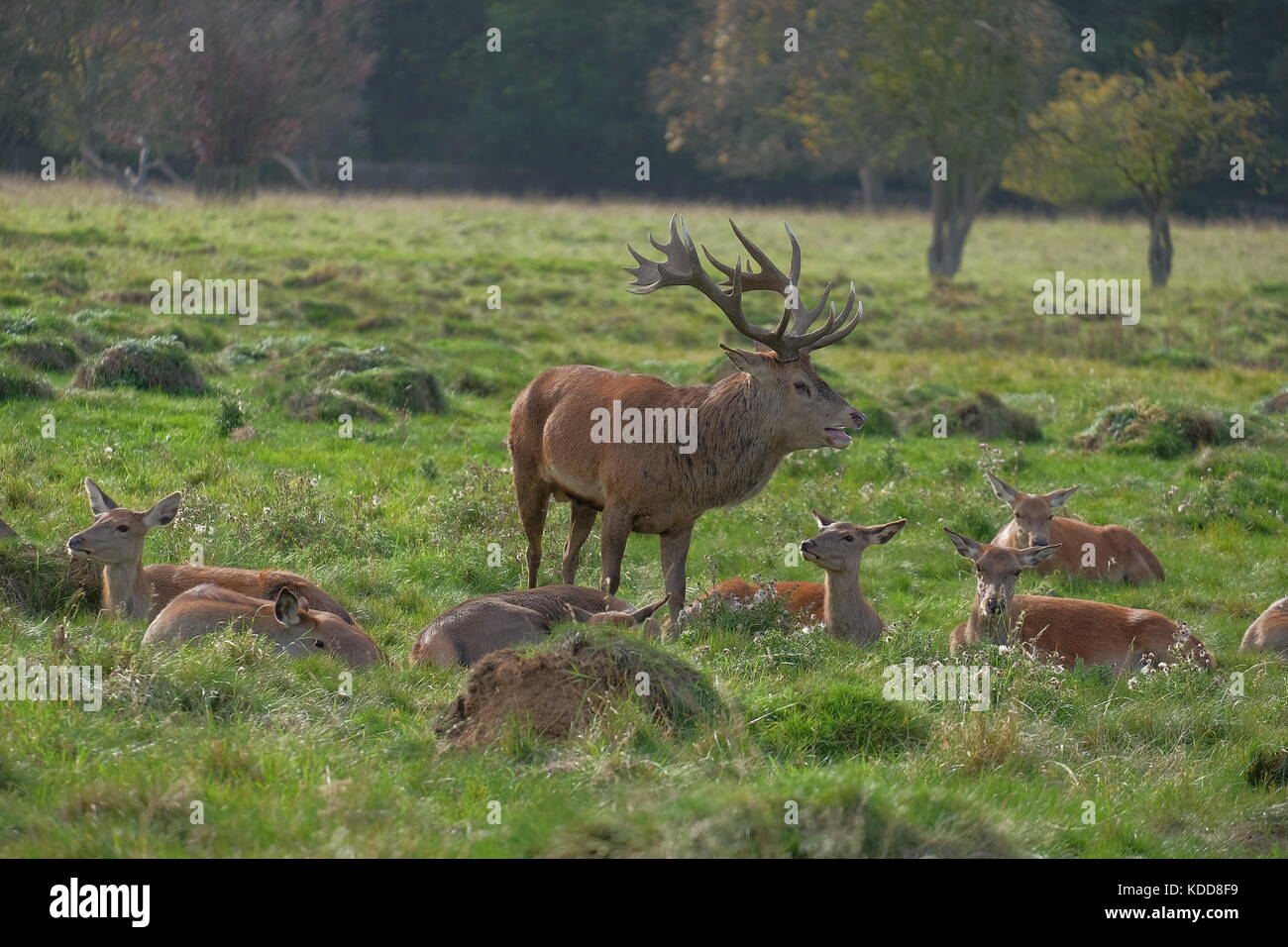 red deer mating seasons Stock Photo - Alamy