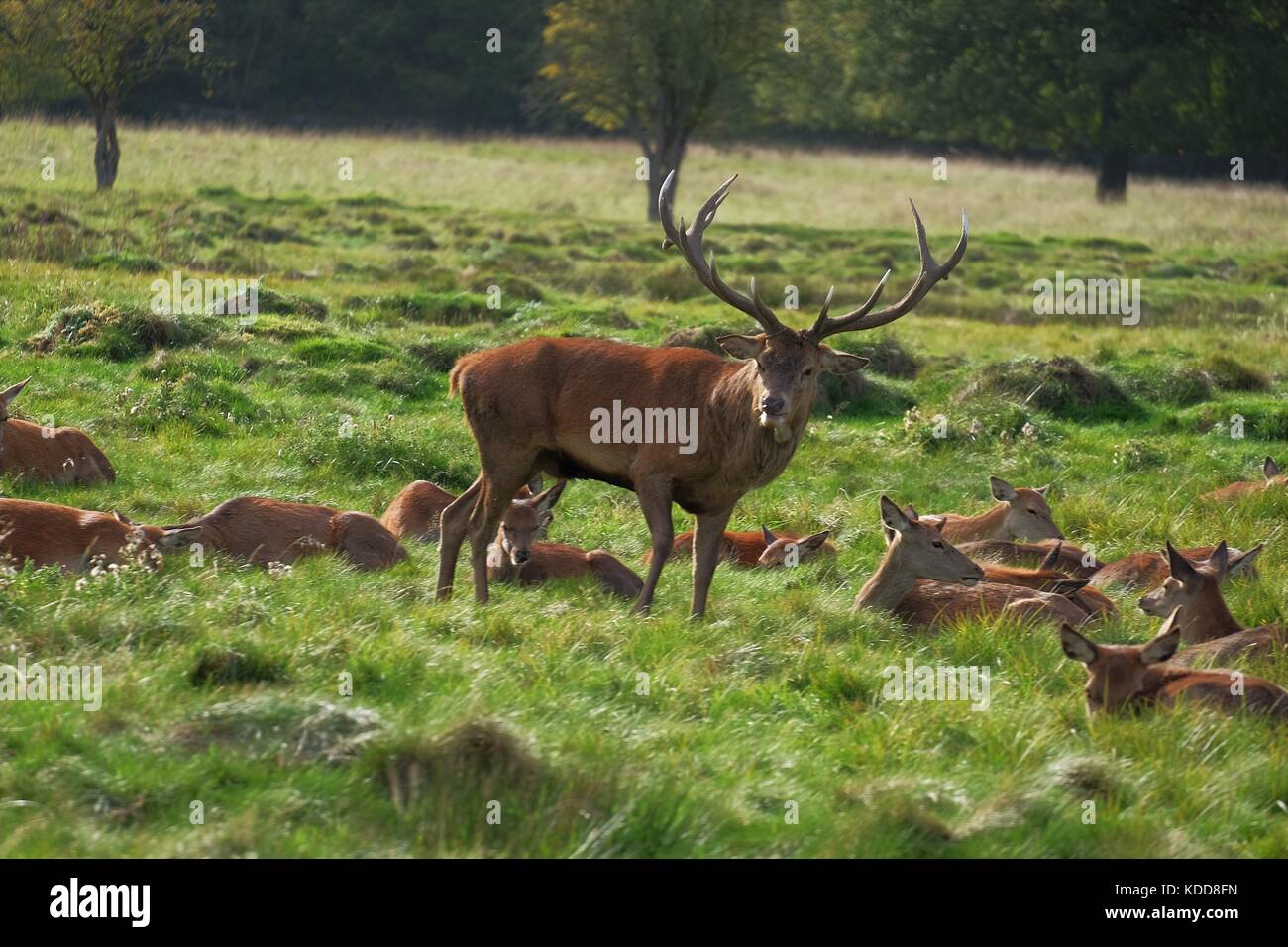 red deer mating seasons Stock Photo - Alamy