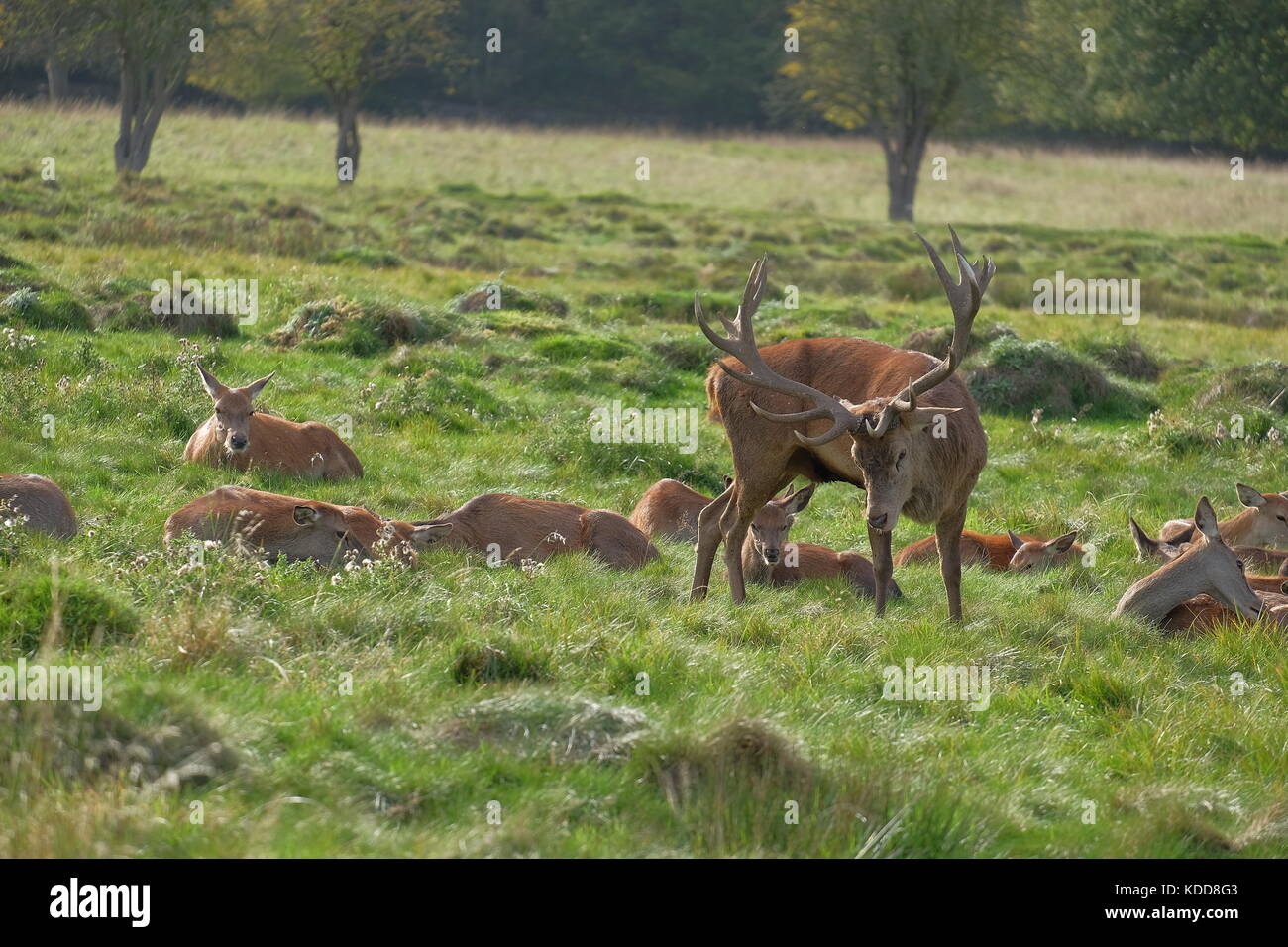 red deer mating seasons Stock Photo - Alamy