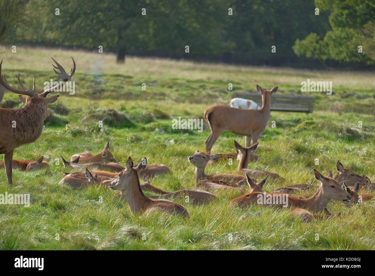 red deer mating seasons Stock Photo - Alamy