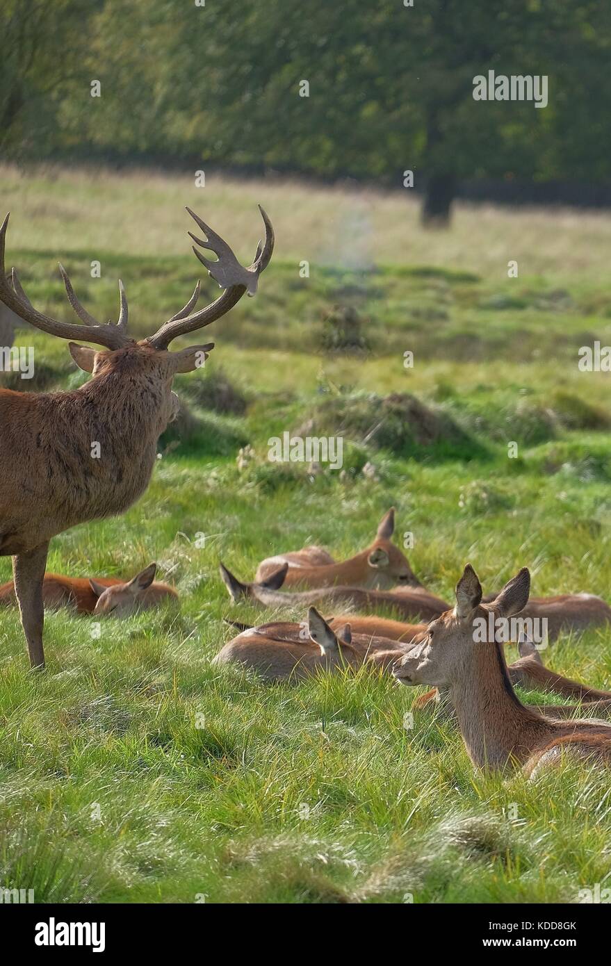 red deer mating seasons Stock Photo - Alamy