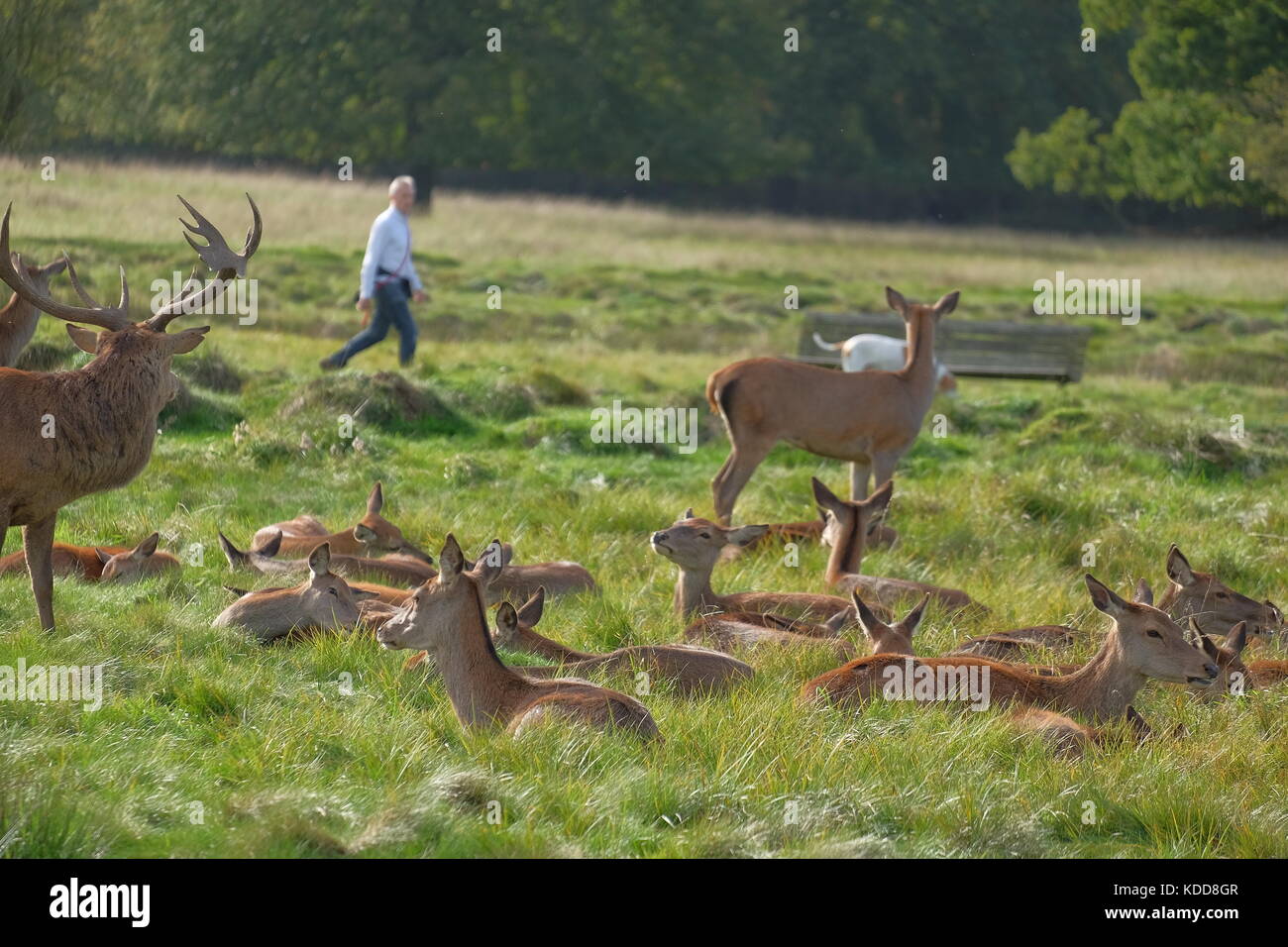 red deer mating seasons Stock Photo - Alamy