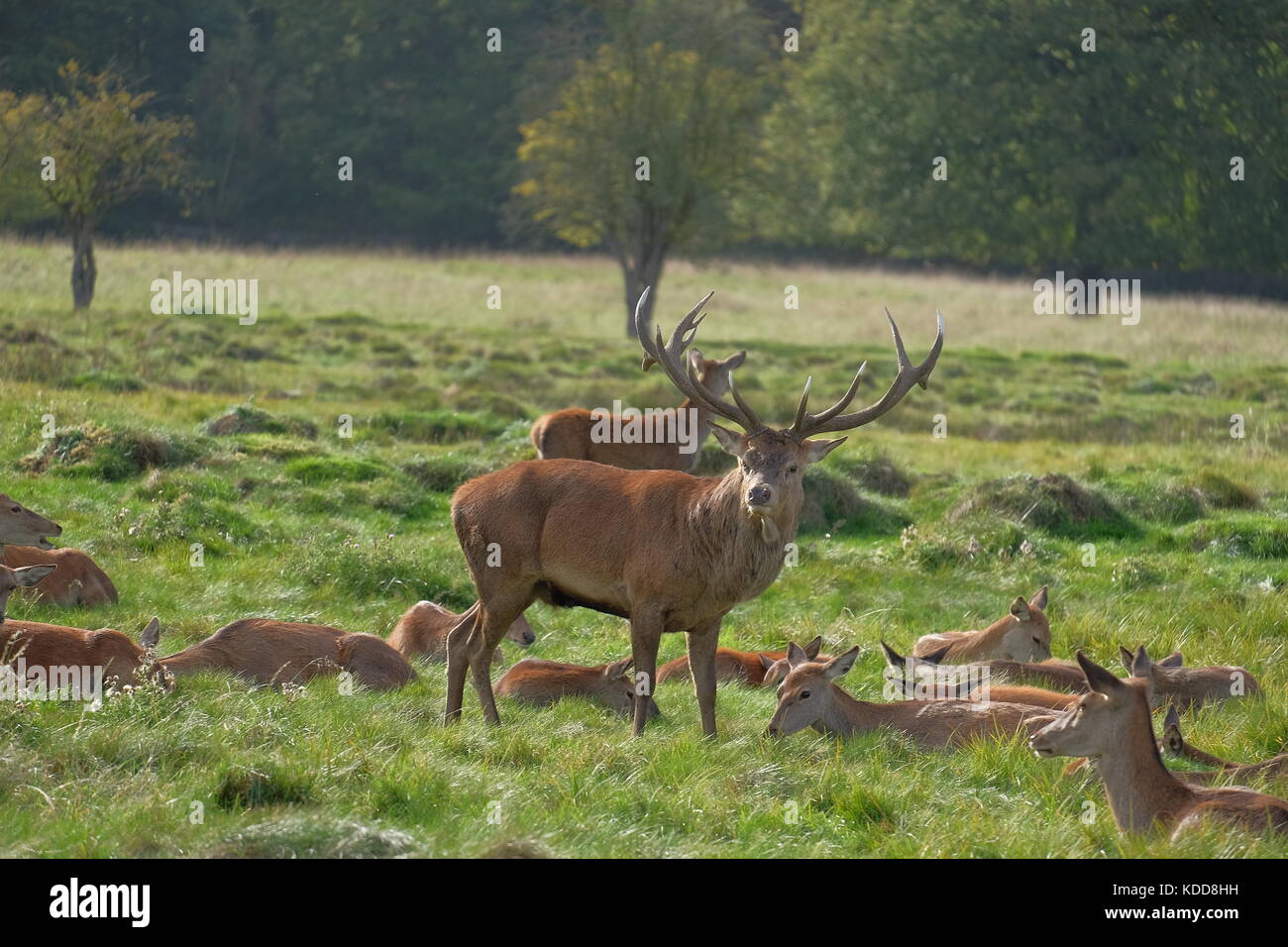 red deer mating seasons Stock Photo - Alamy