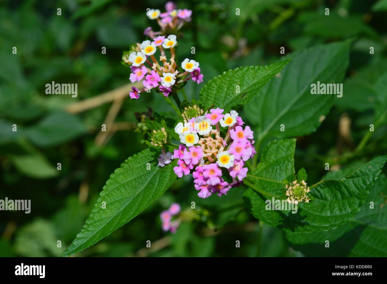 Spring flowers different types hi-res stock photography and images - Alamy