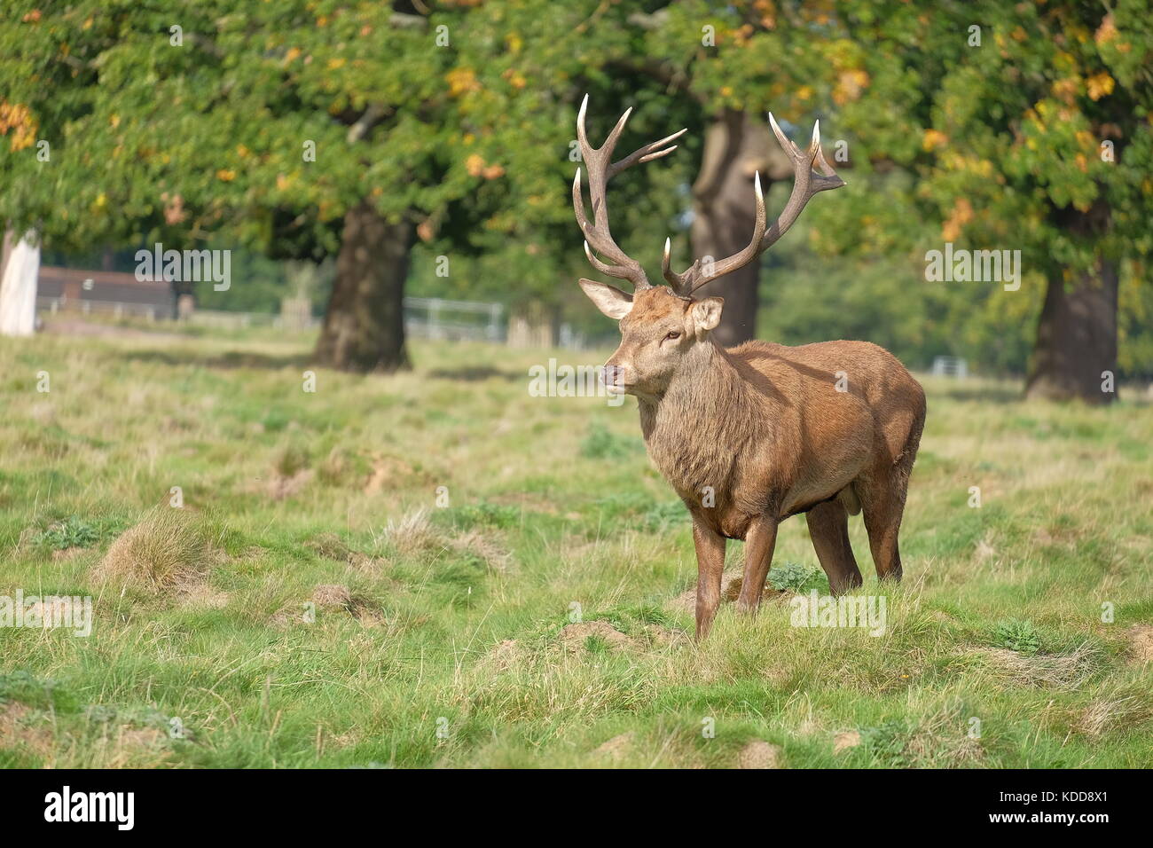 red deer autumn Stock Photo - Alamy