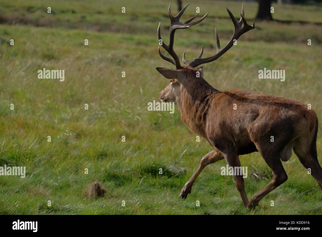 red deer autumn Stock Photo - Alamy