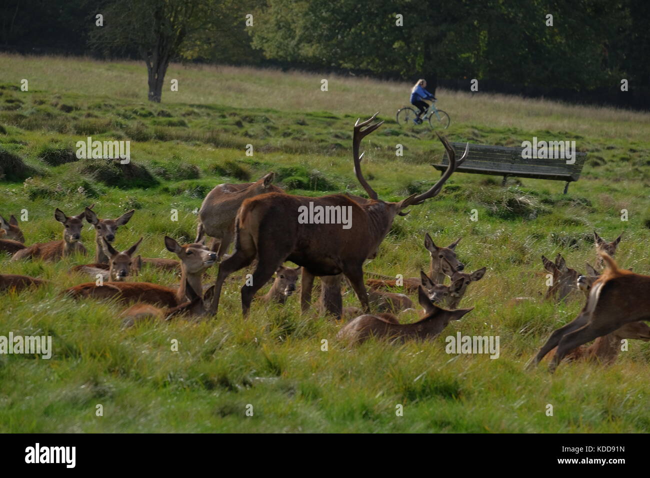 red deer autumn Stock Photo - Alamy