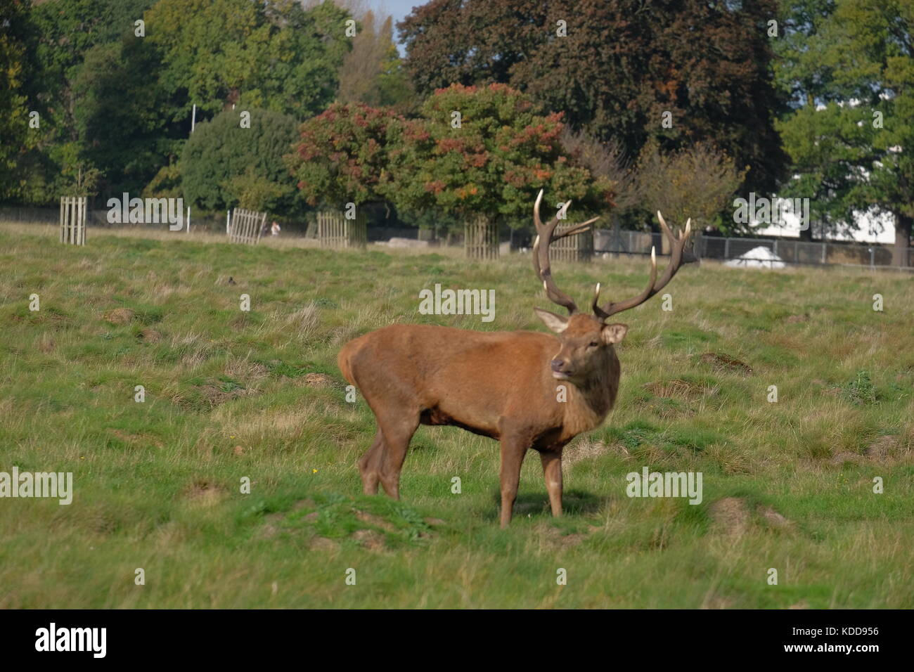 red deer autumn Stock Photo - Alamy