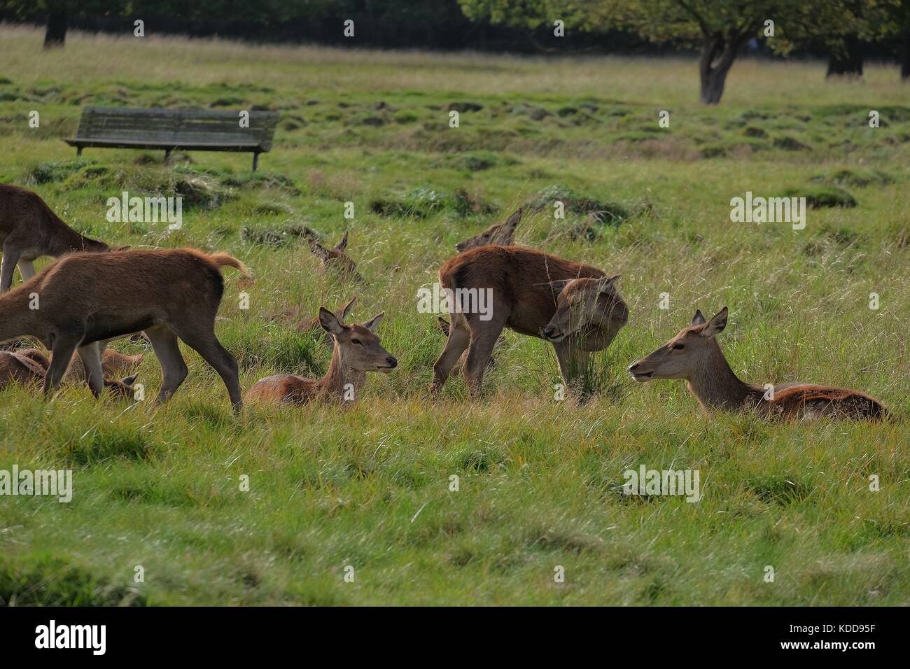 red deer autumn Stock Photo - Alamy