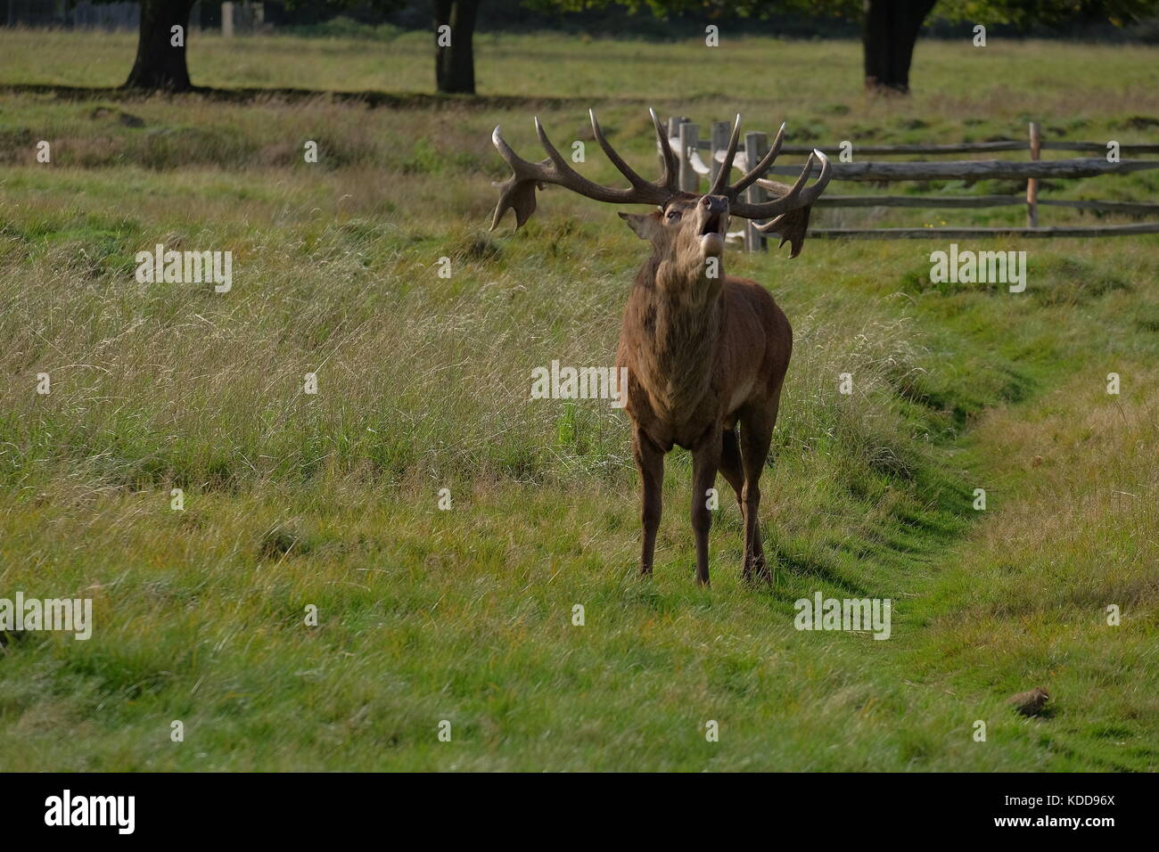 red deer autumn Stock Photo - Alamy