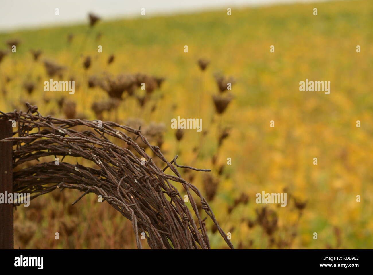 Barbed Wire Coil Stock Photo - Alamy