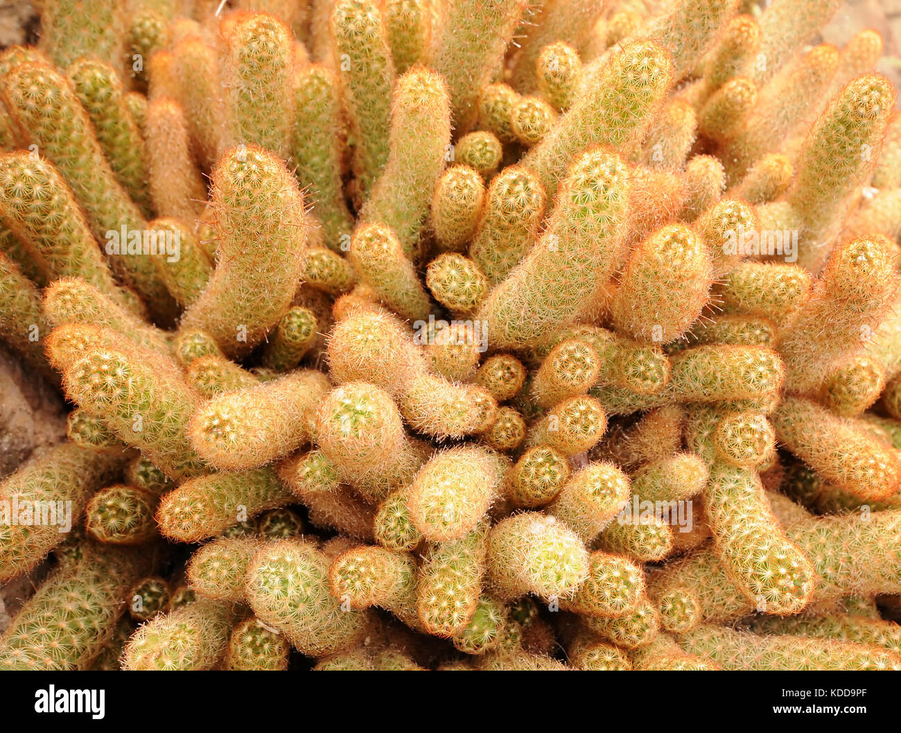 Dry cactus plant with thorns closeup view Stock Photo - Alamy