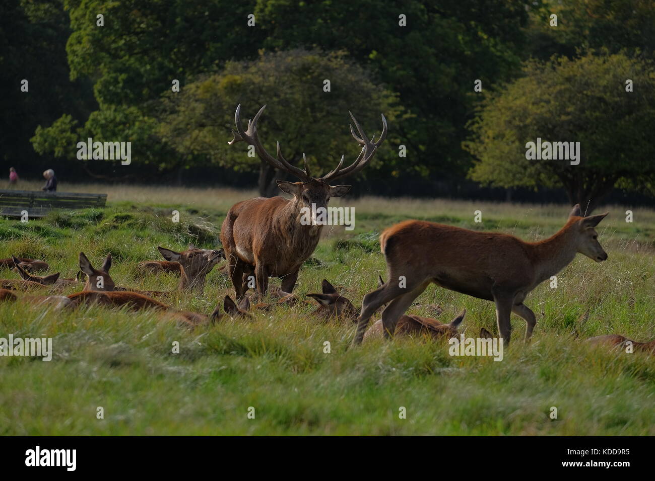 red deer autumn Stock Photo - Alamy