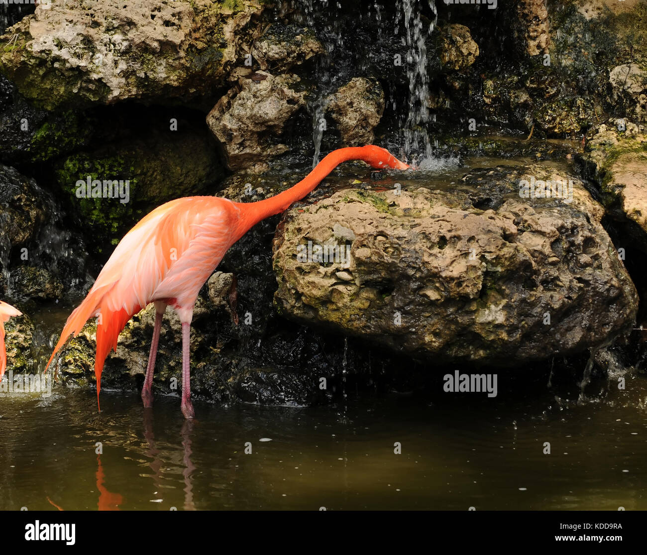 Flamingo drining water from a waterfall Stock Photo - Alamy