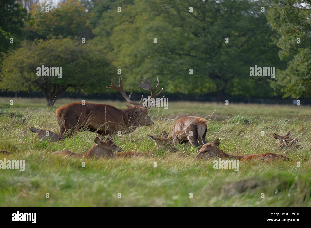 red deer autumn Stock Photo - Alamy
