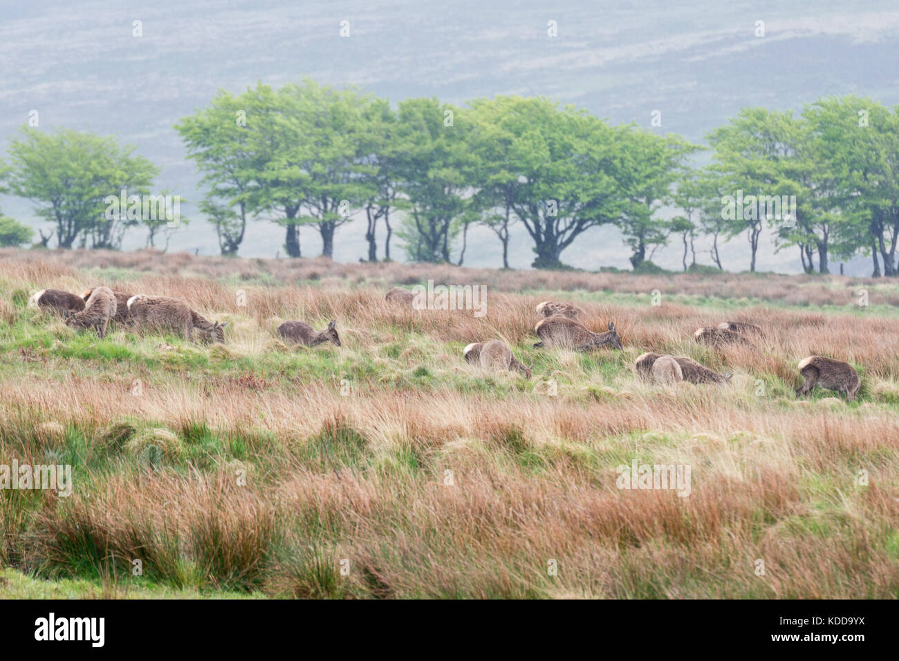 A herd of wild Red deer roaming free in Exmoor National Park near ...