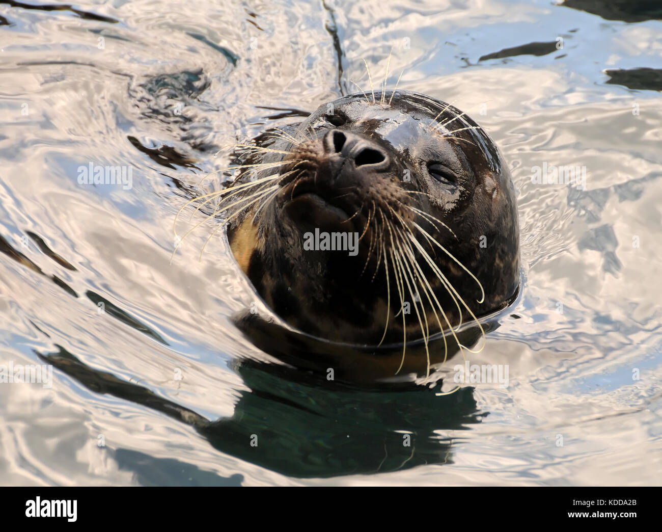 Seal swimming head above hi-res stock photography and images - Alamy