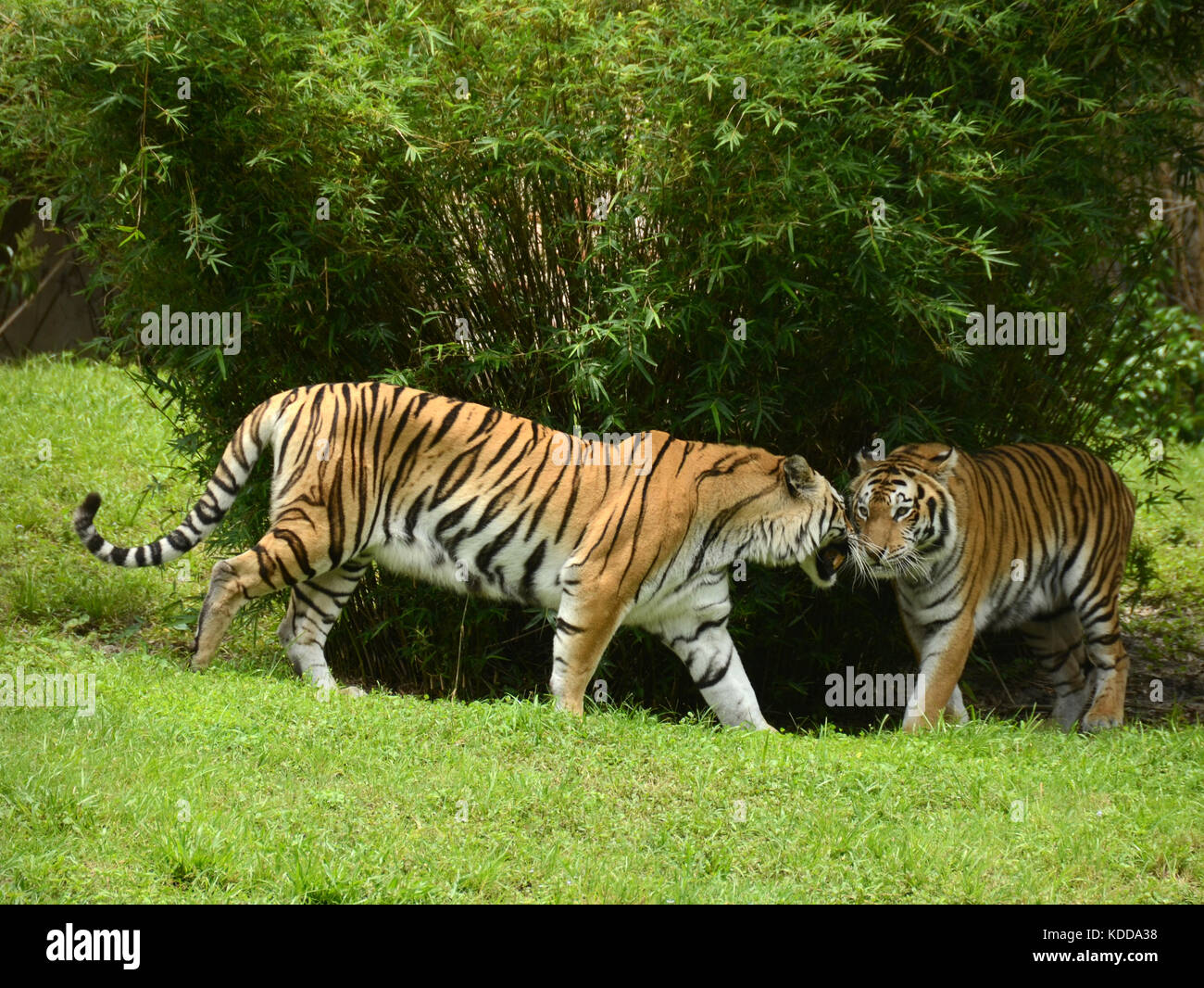 Two tigers in their natural environment Stock Photo - Alamy