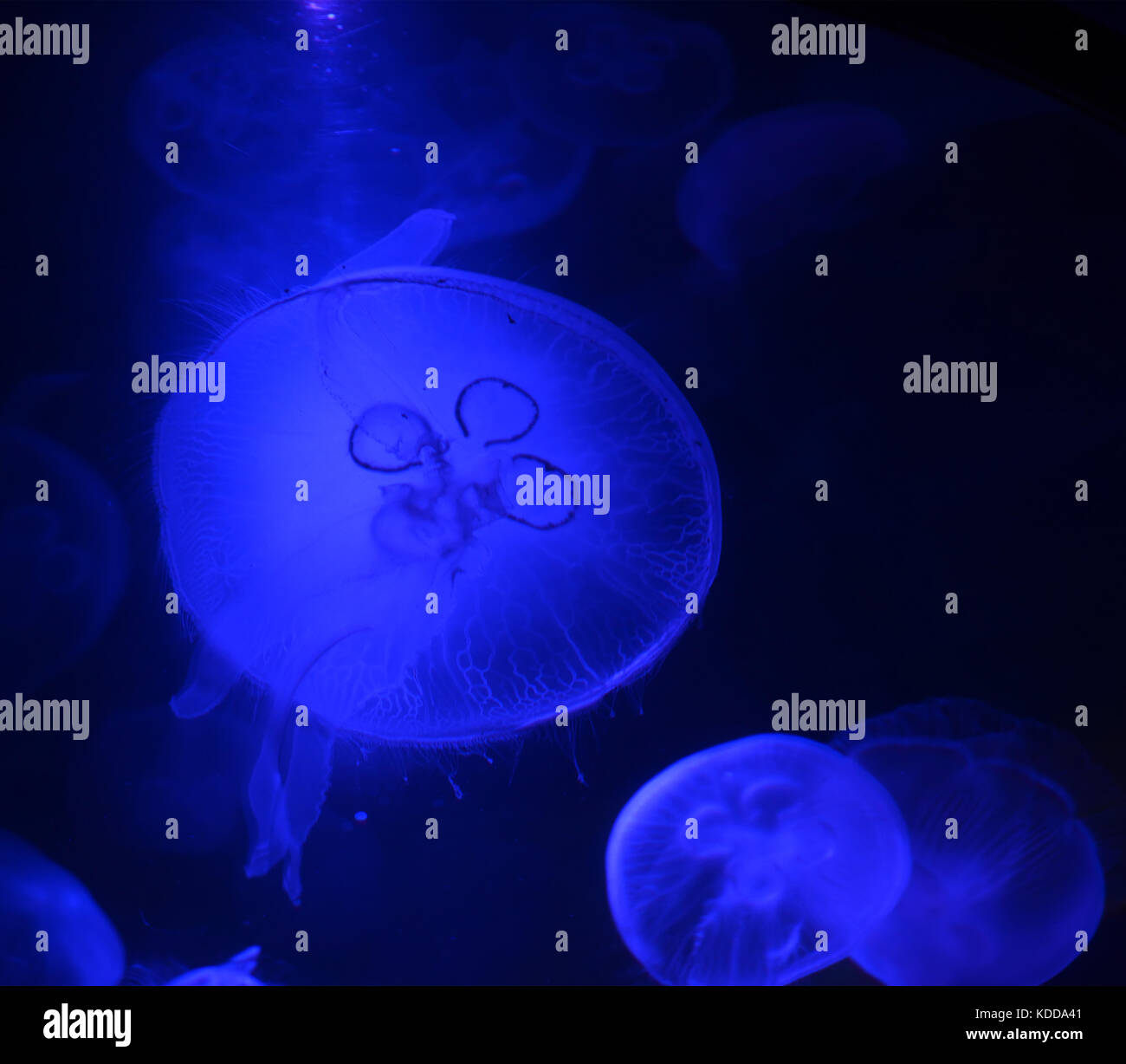 Jelly fish glowing blue under the moon light Stock Photo - Alamy