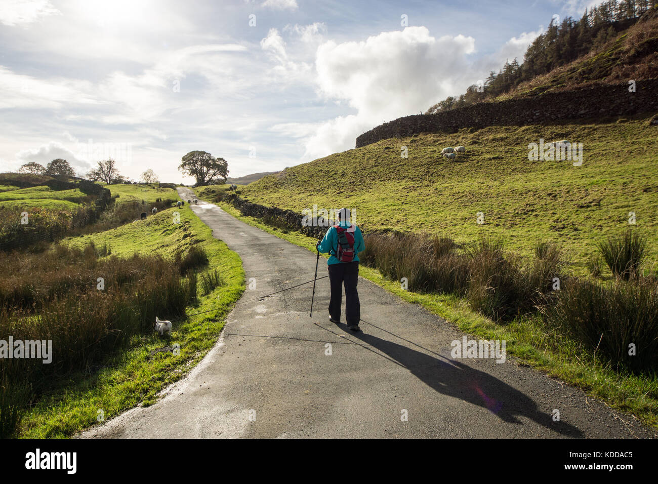 Single rambler hi-res stock photography and images - Alamy